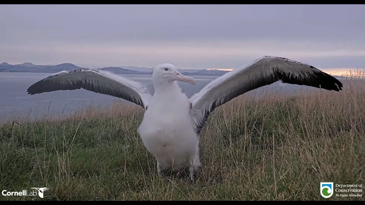 Royal Albatross - Handsome TF shows us his magnificent wings just ...