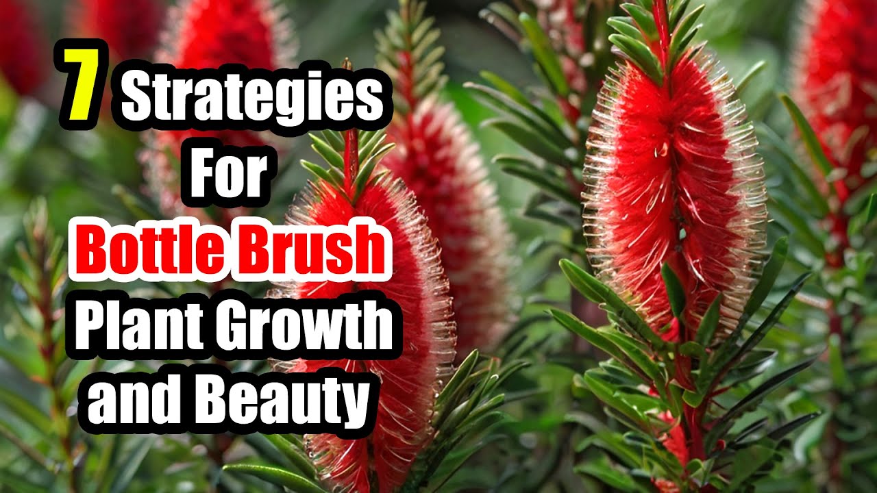 7 Proven Strategies for Maximizing Bottle Brush Plant Growth and Beauty ...