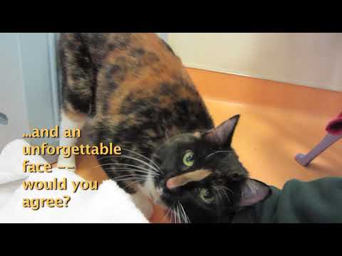 Widget, 11-year old spayed female cat with a short, tortoiseshell coat