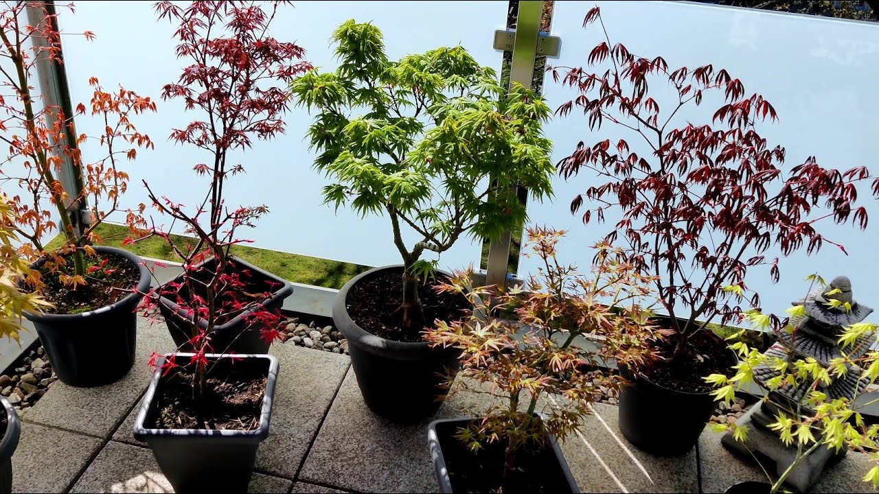 Japanese Maples - Spring Colors '22 - First Look at my Balcony Trees ...
