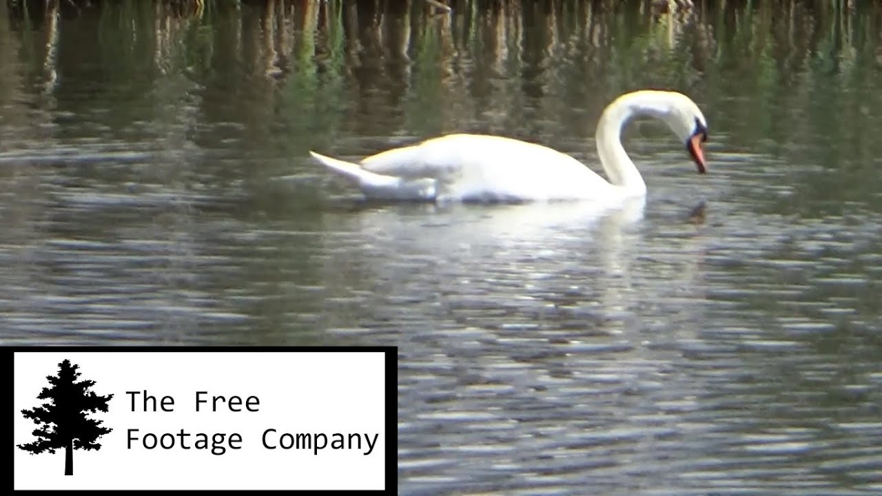 Swan dipping head underwater Stock Footage FREE, no copyright, Full HD ...