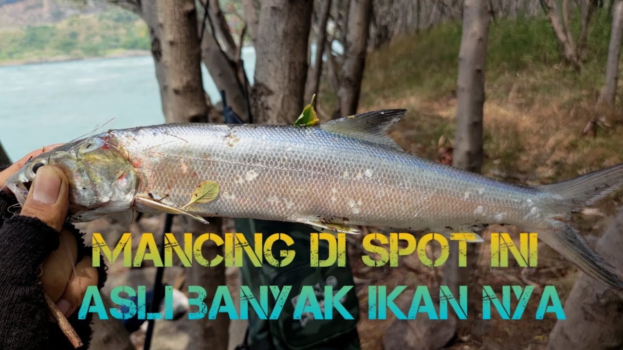 TIPS MANCING DI LAUT, mancing dasaran di laut suralaya merak banten ...