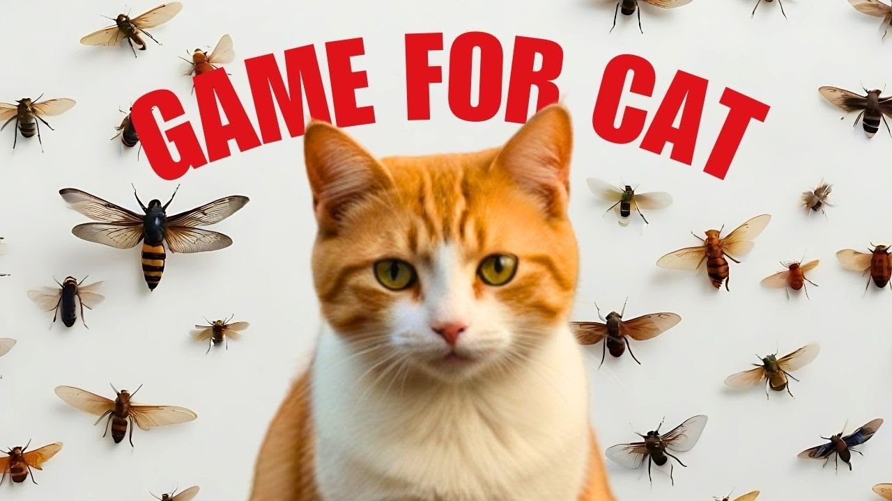 GAME FOR CATS - The ULTIMATE Games For Cats Compilation - Cat Games On ...