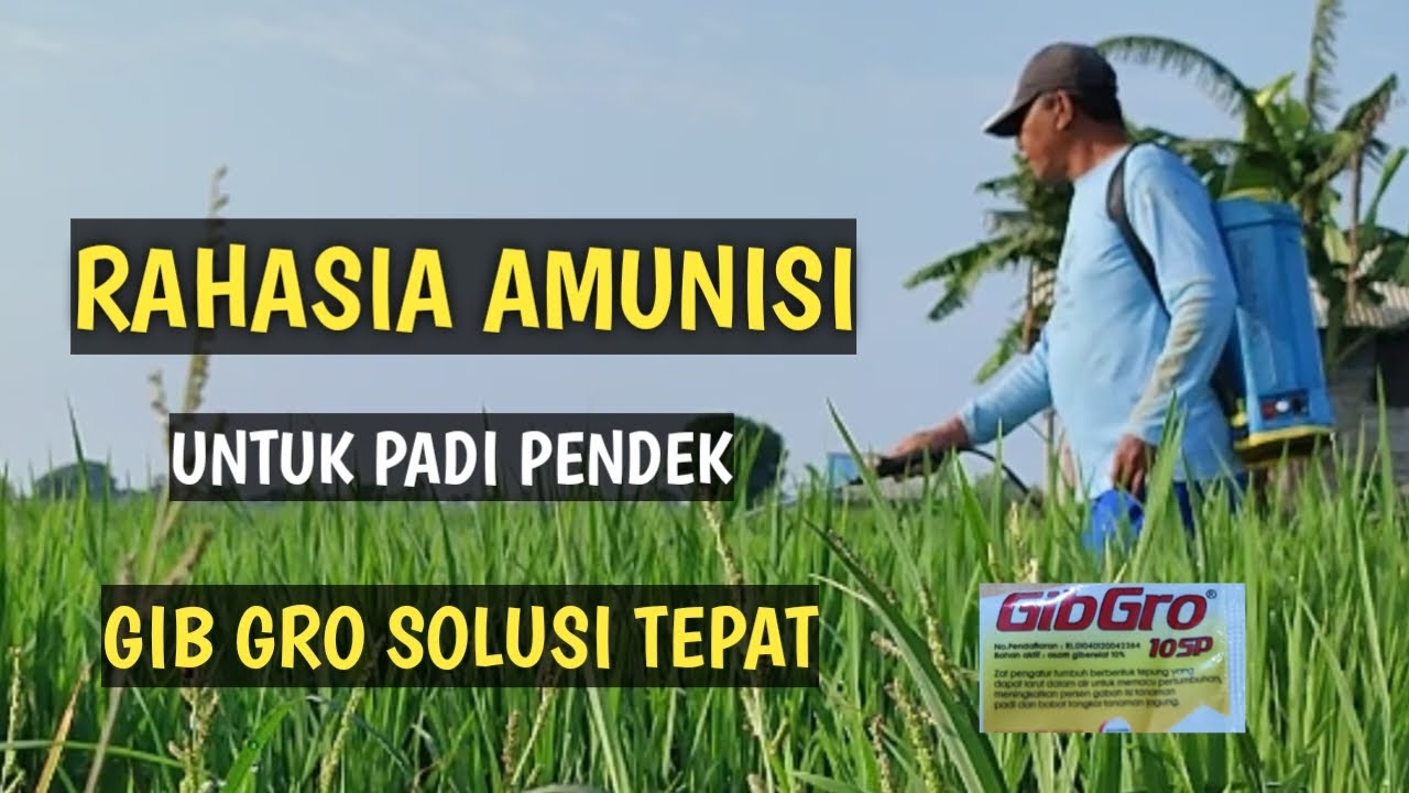 GIB GRO PEMICU MEMPERCEPAT PERTUMBUHAN TANAMAN PADI - YouTube