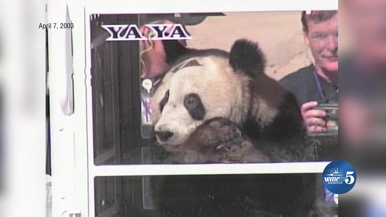 From the Vault: Giant pandas Le Le and Ya Ya arrive in Memphis - YouTube