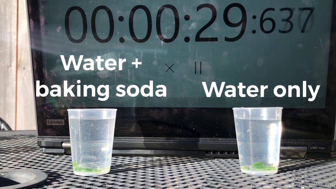 Floating leaf disk lab - YouTube