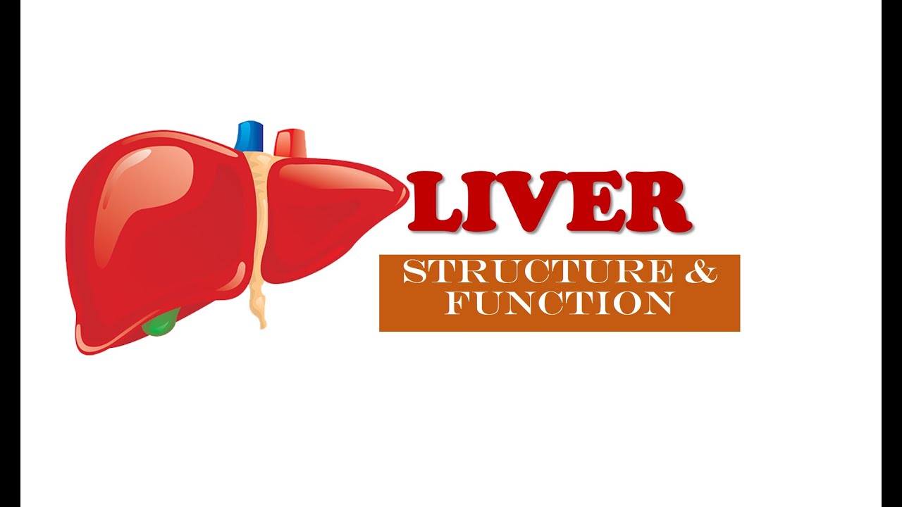 Digestive System || LIVER: STRUCTURE AND FUNCTION - YouTube
