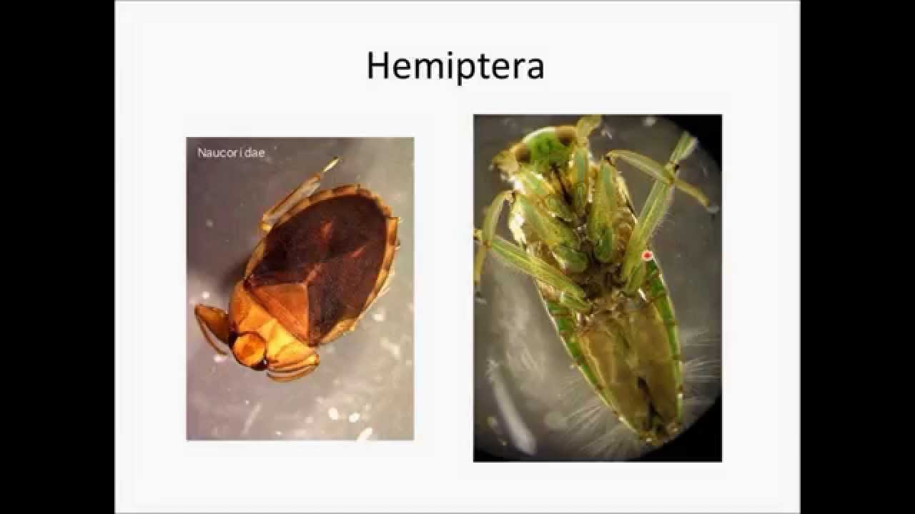 Introduction to Identifying Freshwater Stream DwelIing Insect Orders of ...