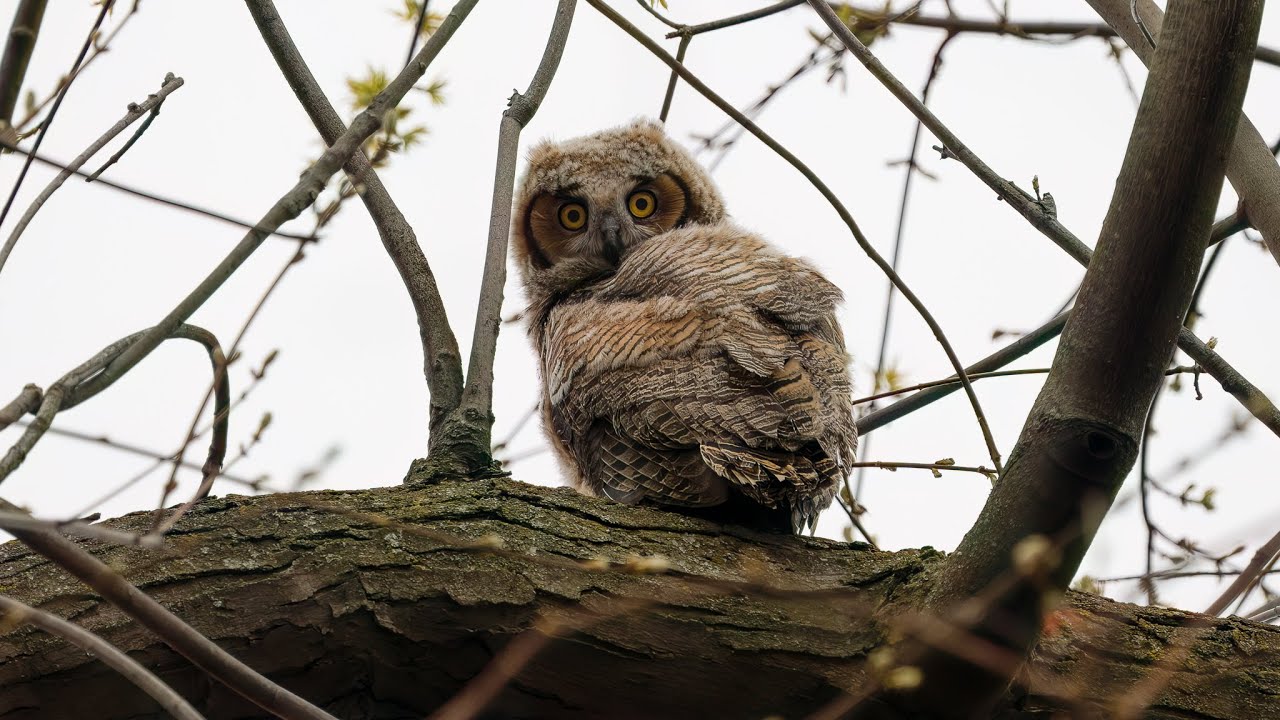 The fuzziest Great Horned Owl baby calling for parents - YouTube