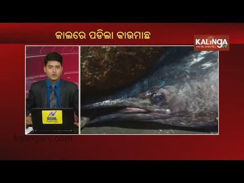 Rare Merlin Fish Weighing 200 kg Caught From Paradip Sea - YouTube