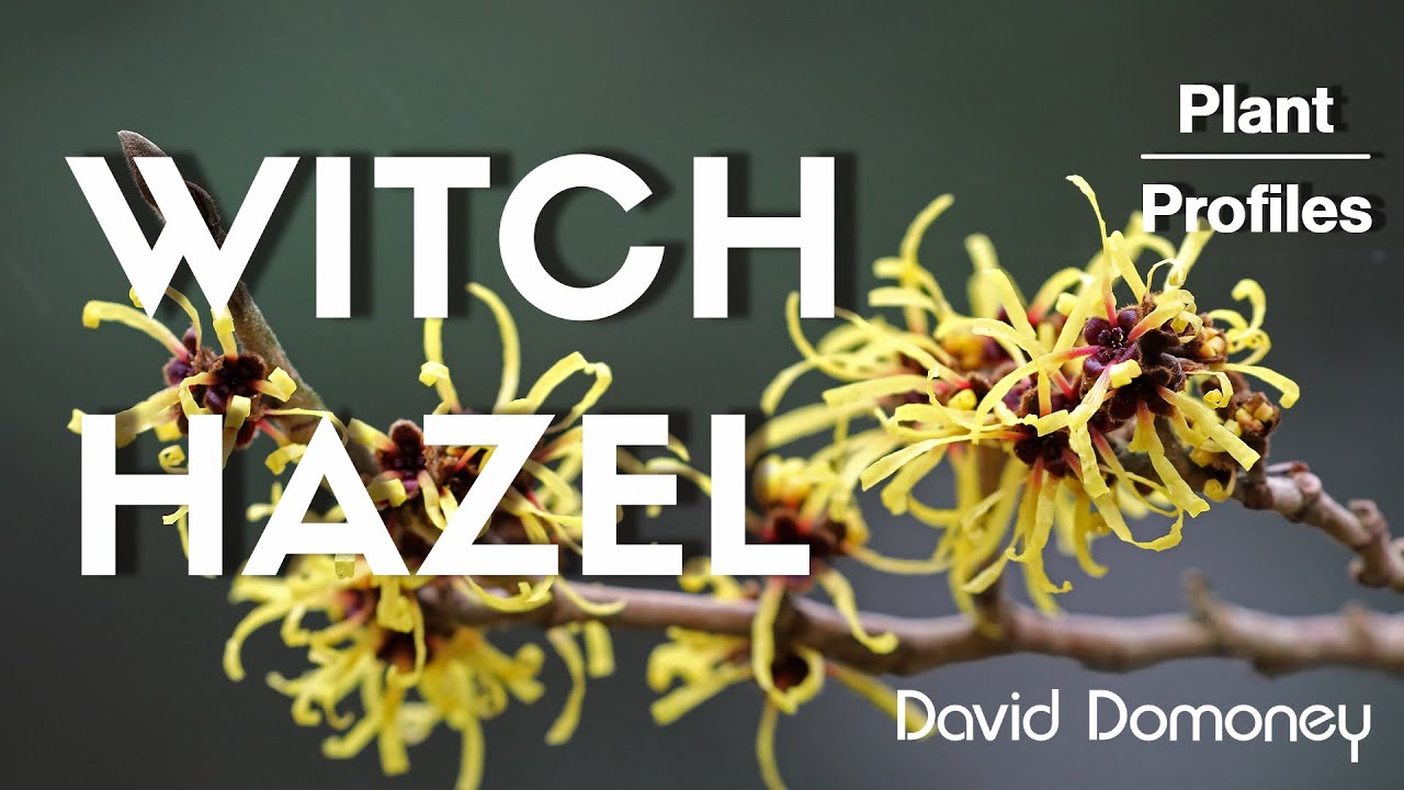 Grow Witch Hazel Successfully | Planting to Blooming - YouTube