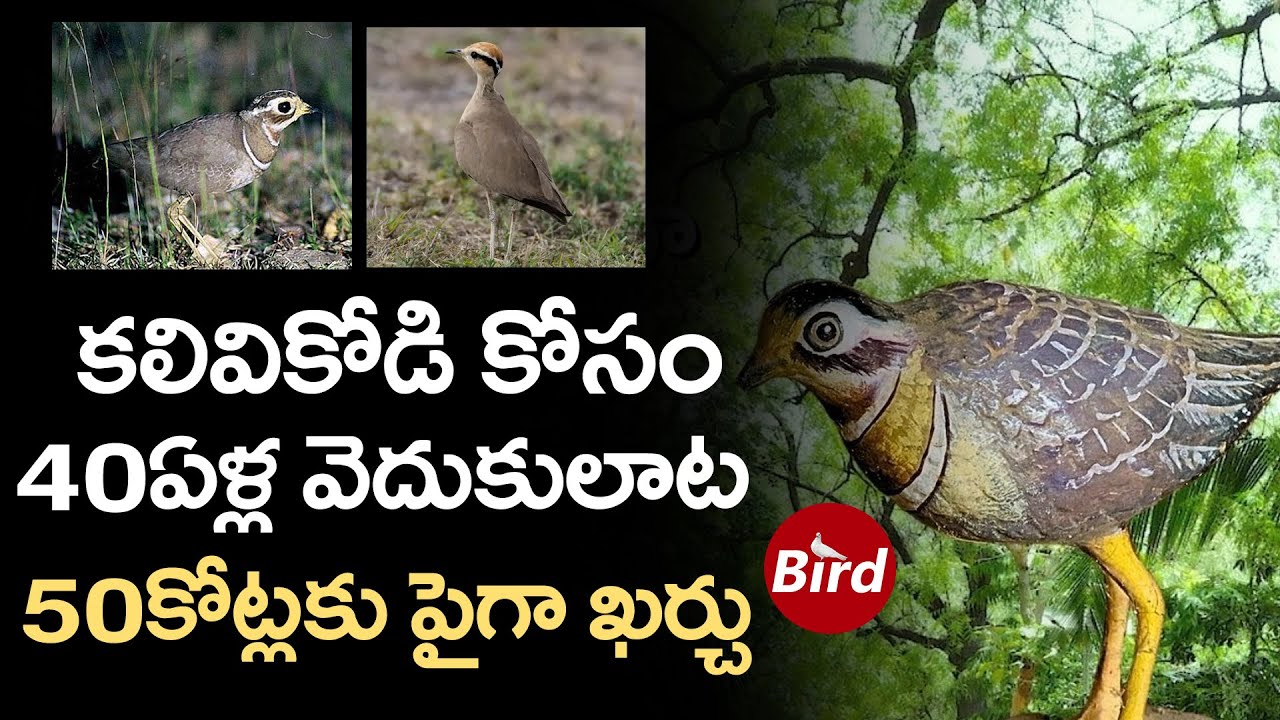 కలివికోడి కోసం 40ఏళ్ల వెదుకులాట.. 50కోట్లకు పైగా ఖర్చు | Searching ...