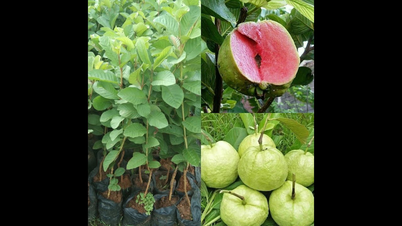 Bibit Benih Buah Jambu Kristal Merah Tanpa Biji Super Genjah - YouTube