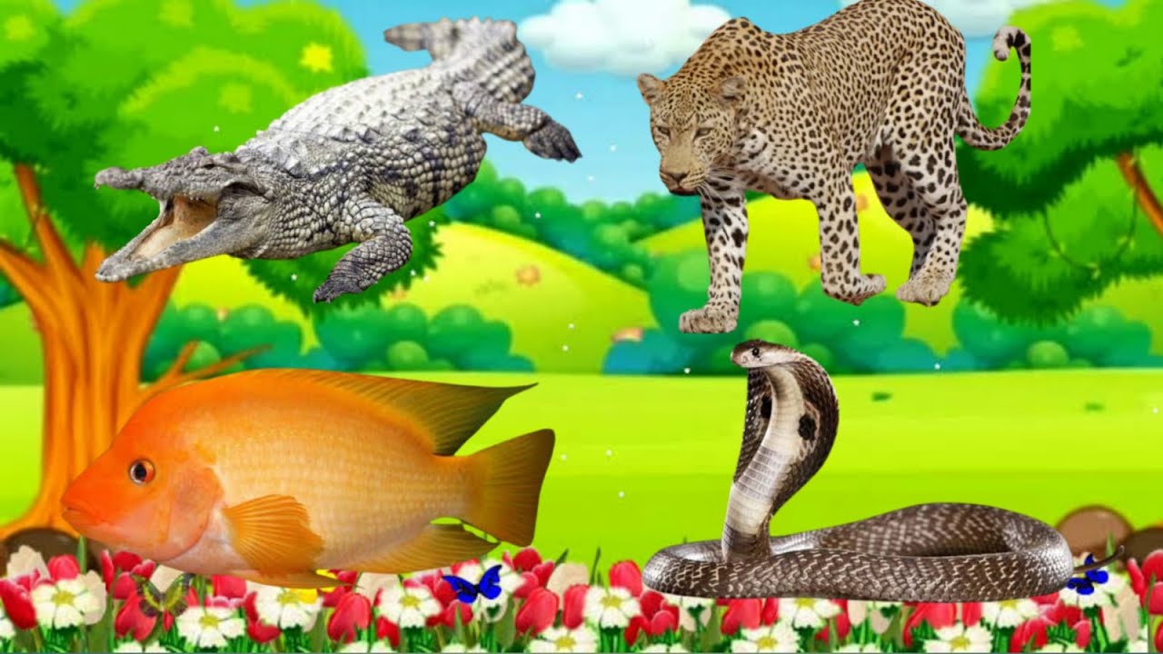 MENGENAL NAMA HEWAN ‼️ DI KEBUN BINATANG (ZOO) - YouTube