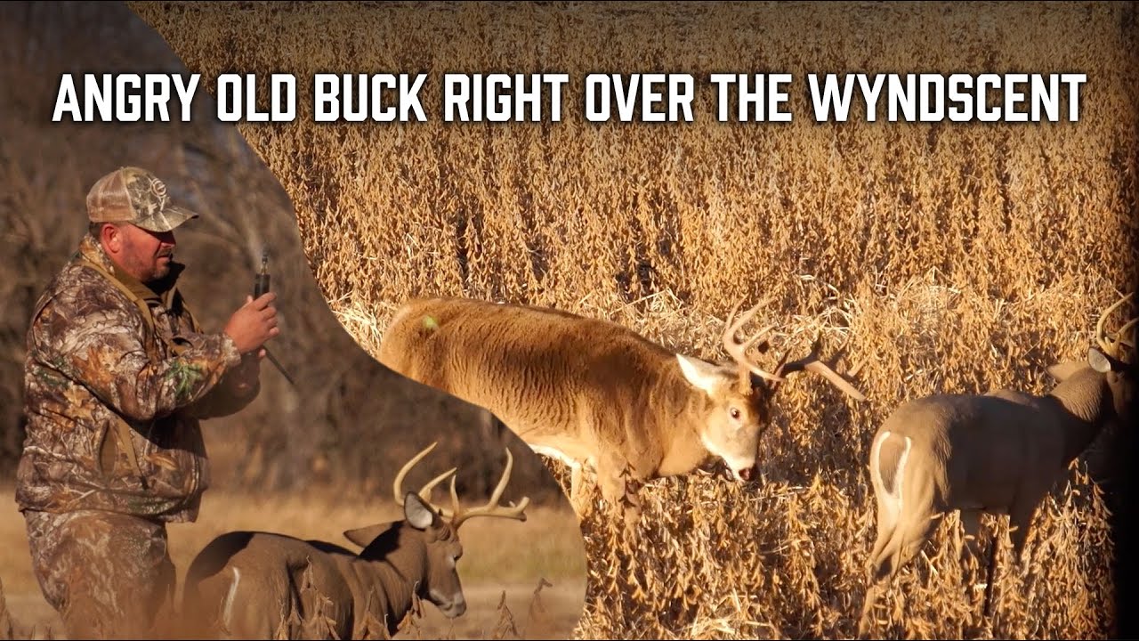 Angry Old Buck Right Over The Wyndscent Unit - YouTube