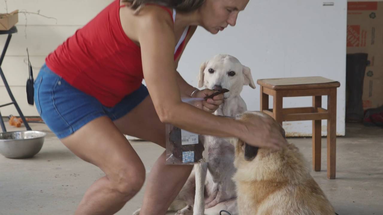 Homesteading and Gardening Basics: Working With Your Homestead Farm Dog ...