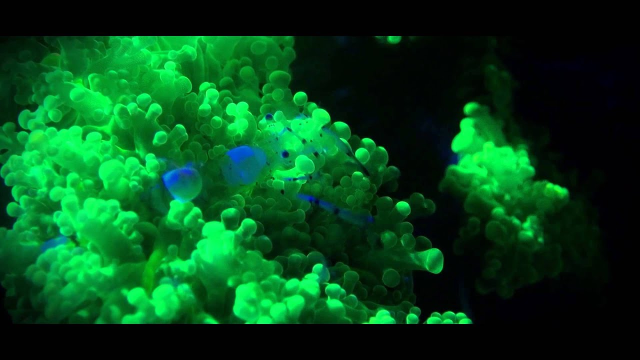 World ShootOut 2014 - Video Clip Category - Elisabeth Lauwerys- UV Fluo ...