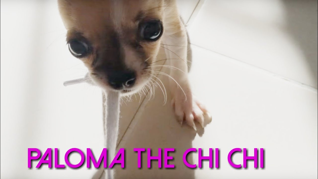 Paloma Chihuahua playing - YouTube