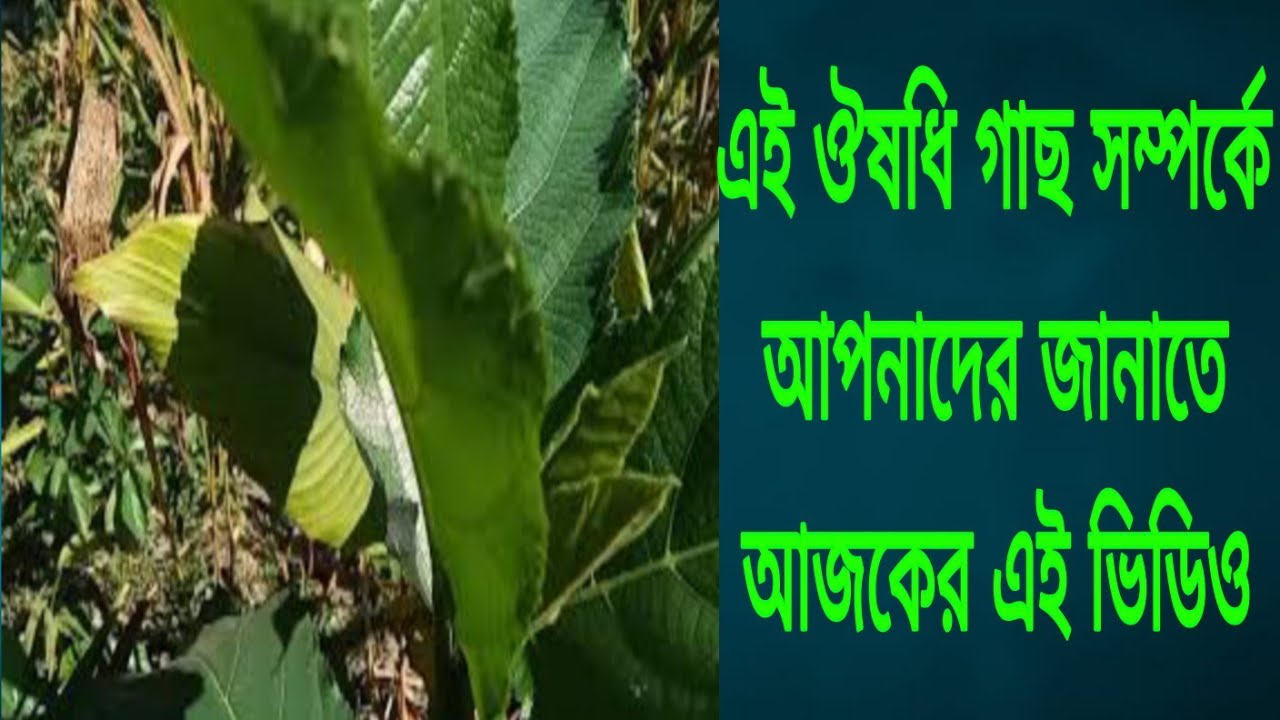 I will tell you in detail about this medicinal plant which is found in ...
