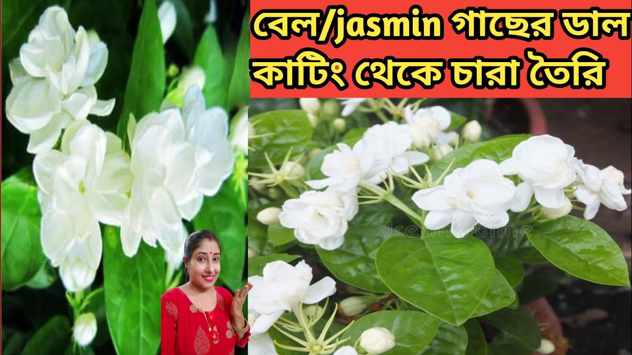 How to grow beli (Jasmine) plant from cutting.বেলি গাছের কাটিং থেকে ...