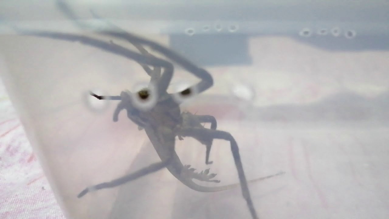Huntsman spider eating lizard - YouTube