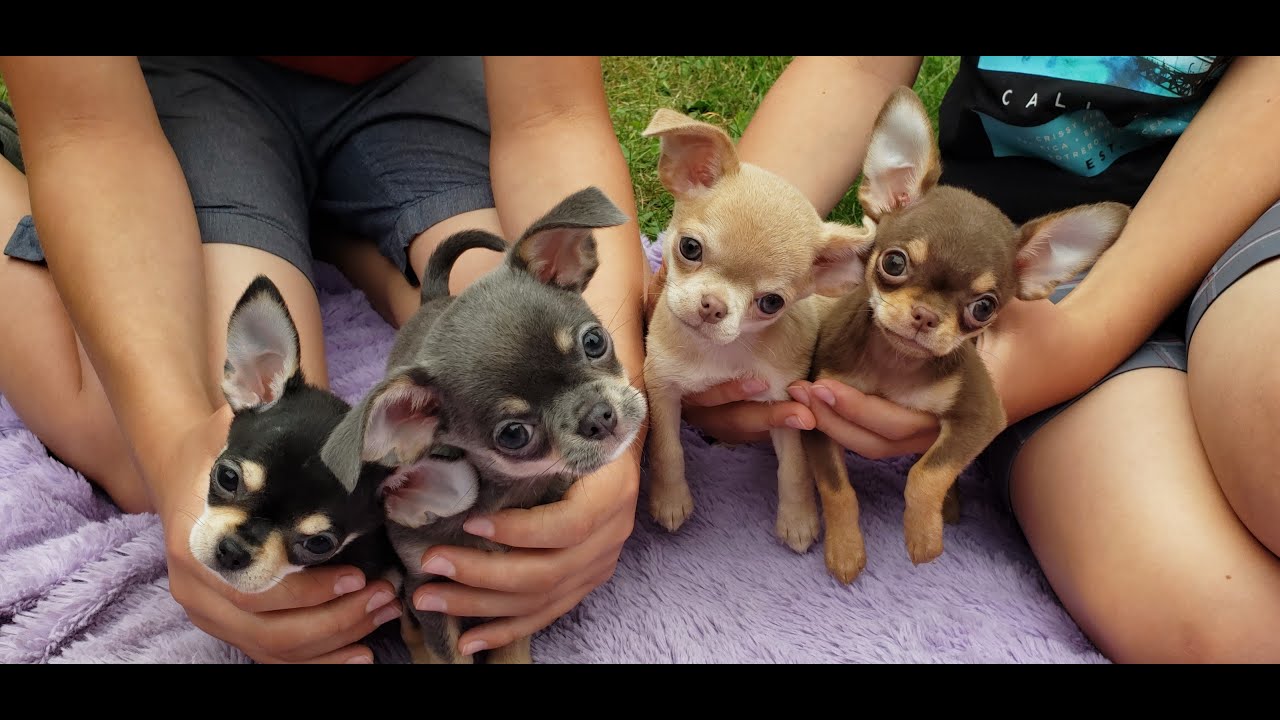 Rainbow chihuahua pups- Are you talking to me? - YouTube
