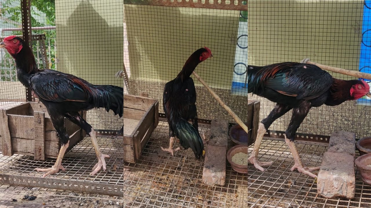 Aseel murga|rooster|top quality|The Animal Life - YouTube