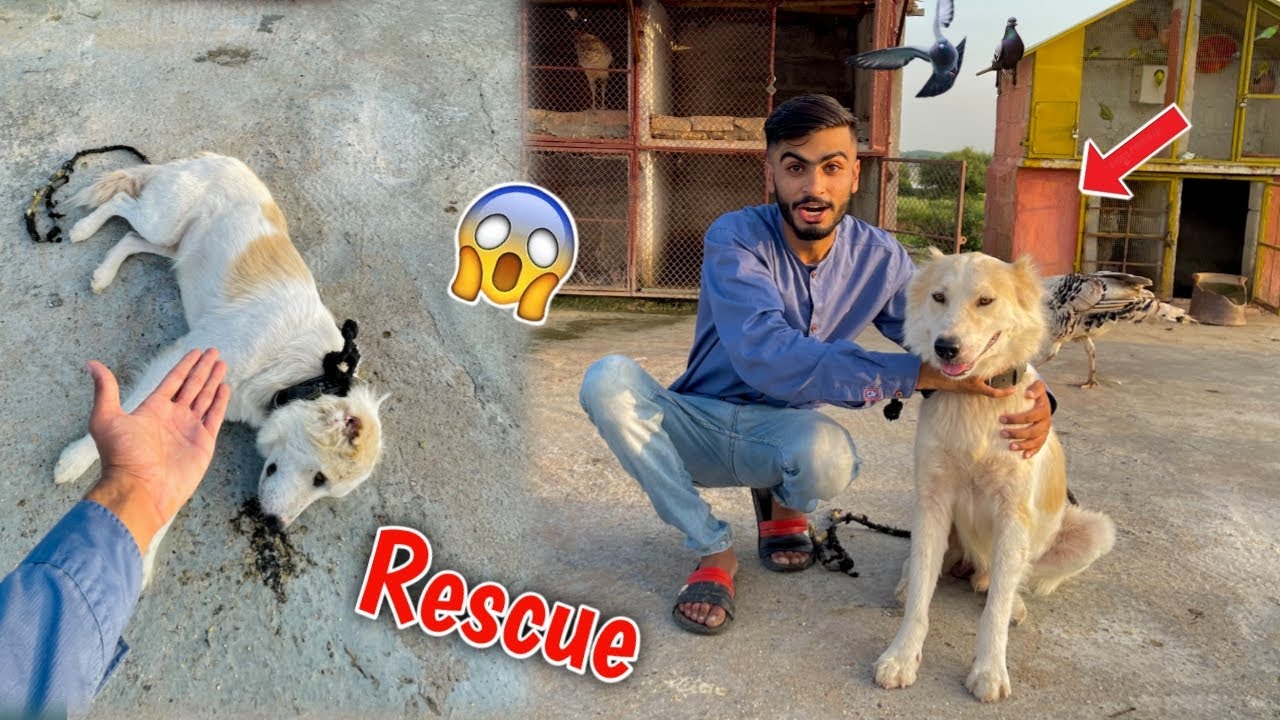 King Alabai Dog Ko Rescue Kar Liya🐕😱Boht zakhmi hogya😭 - YouTube