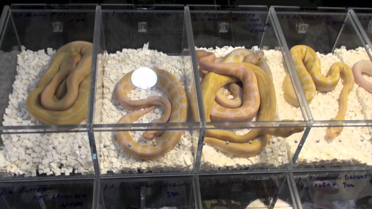 Ball Pythons @ Reptile Expo Part 4 - YouTube
