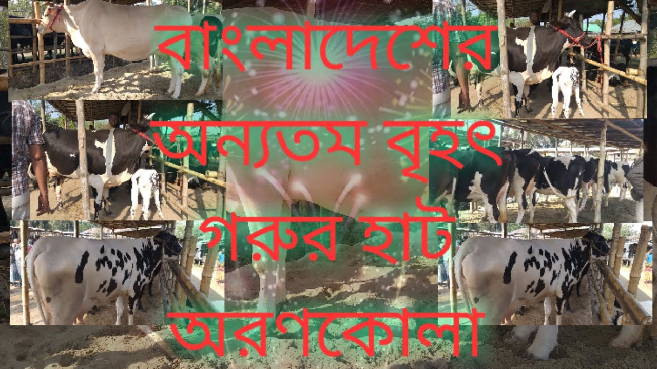 বাংলাদেশের অন্যতম বৃহৎ গরুর হাট অরণকোলা । oronkola gorur hat. Oronkhola ...