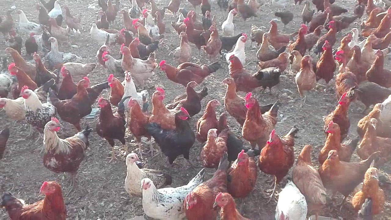 desi chicken farming in gujranwala pakistan - YouTube