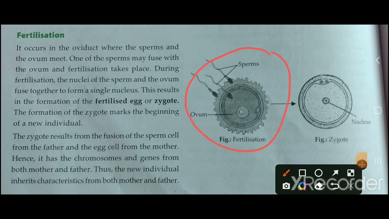 Ncert-Grade 8-Reproduction in animals-Part 2 - YouTube