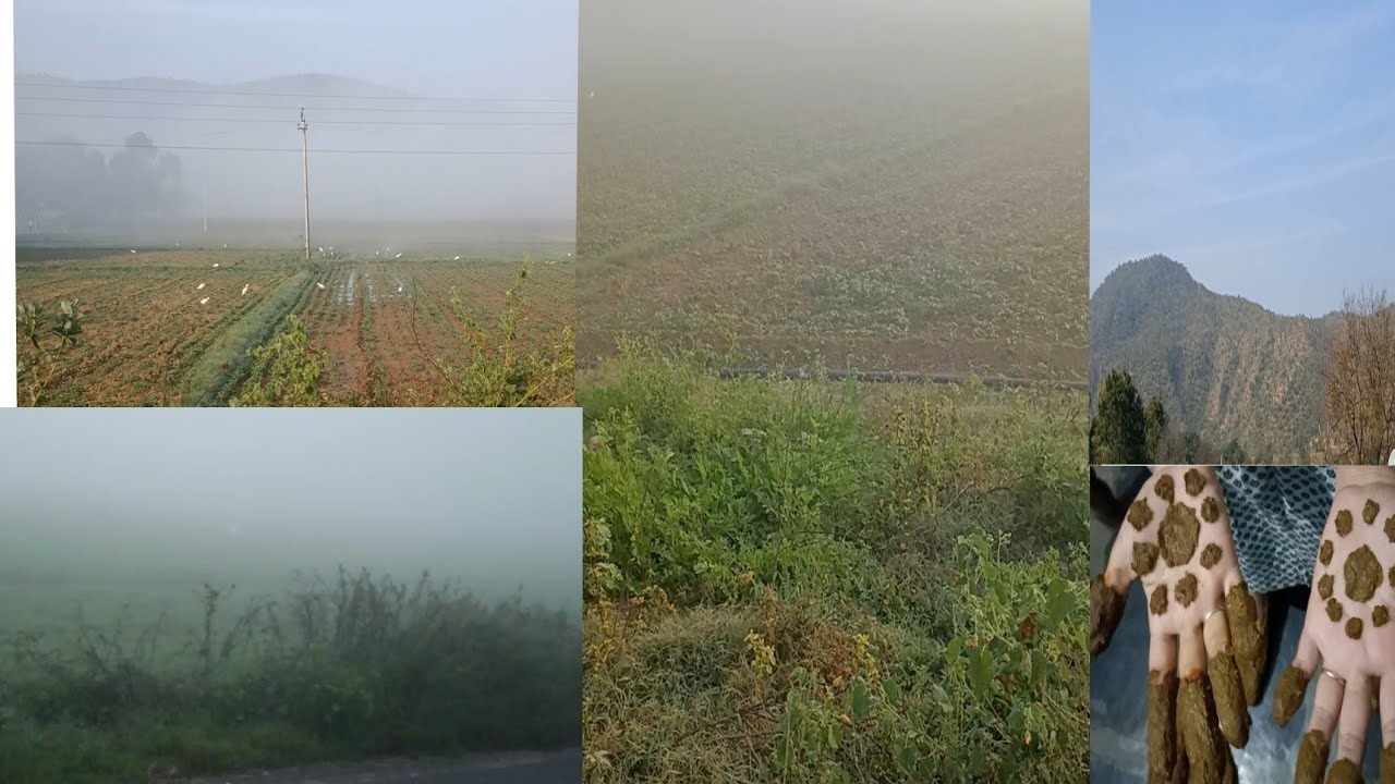 🌷మా పల్లె అందాలు||🌄early morning beautiful view in my village ||🌿 ...