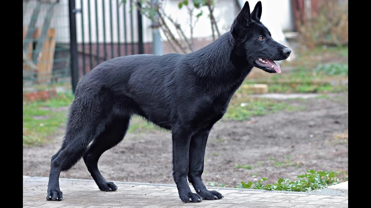 il Pastore Italiano, il cane perfetto per la famiglia e la campagna ...