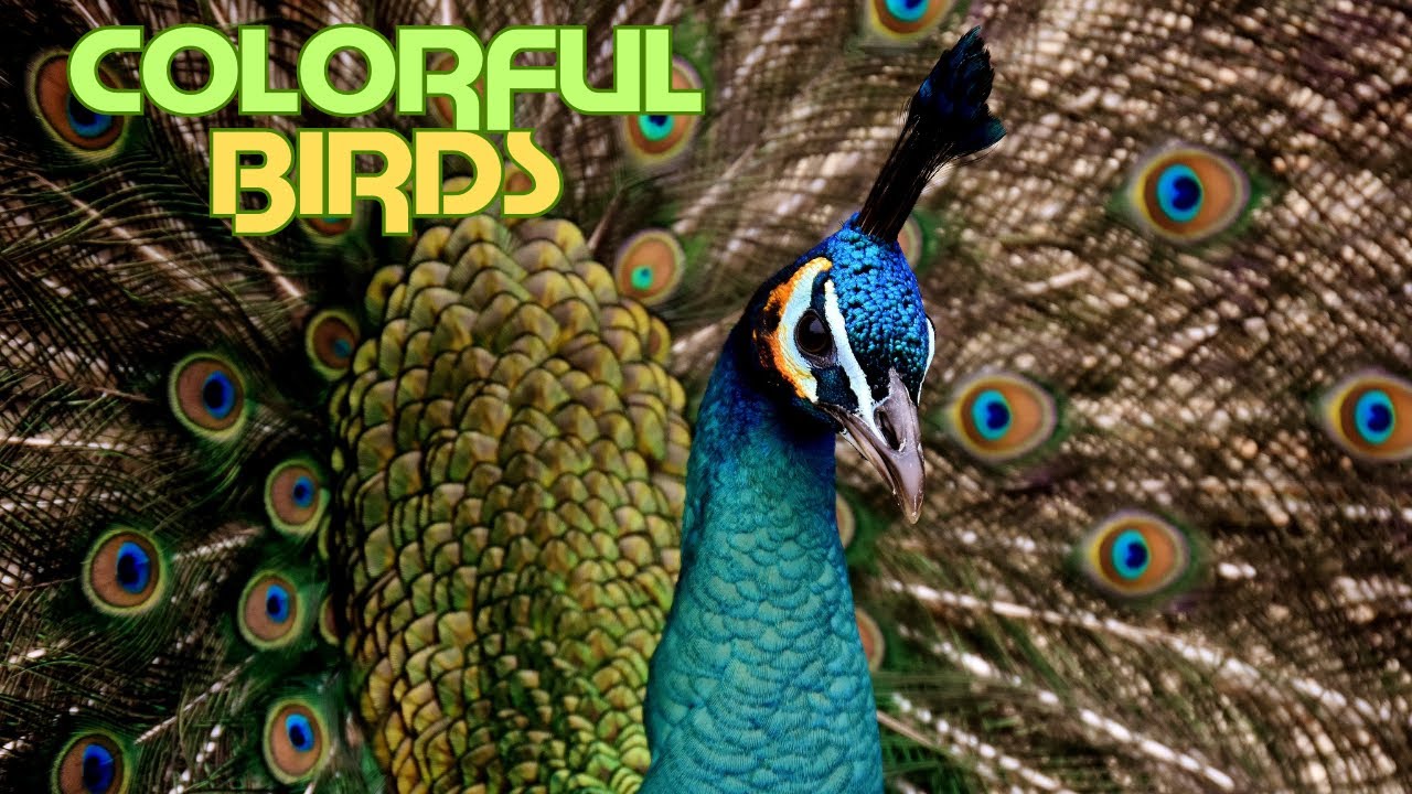 Colorful Birds | Colorful Birds Video | Relaxing Music Nature - YouTube