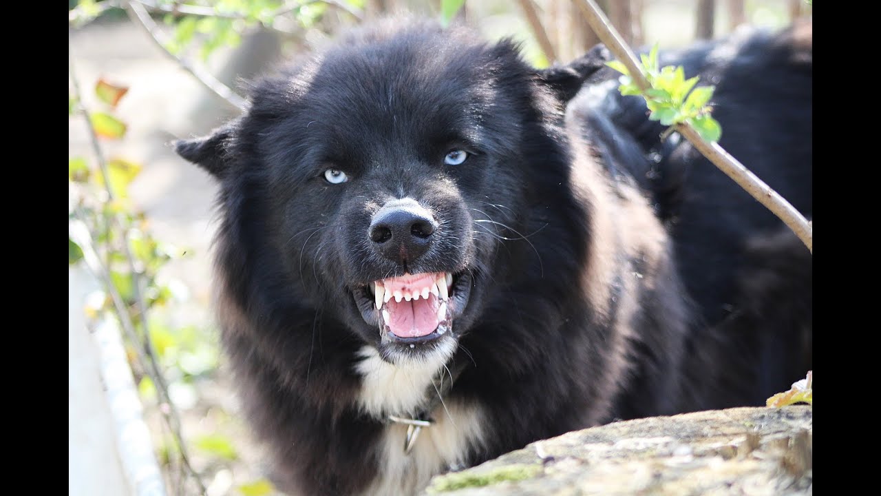 Dog Barking - 3 Hours - YouTube