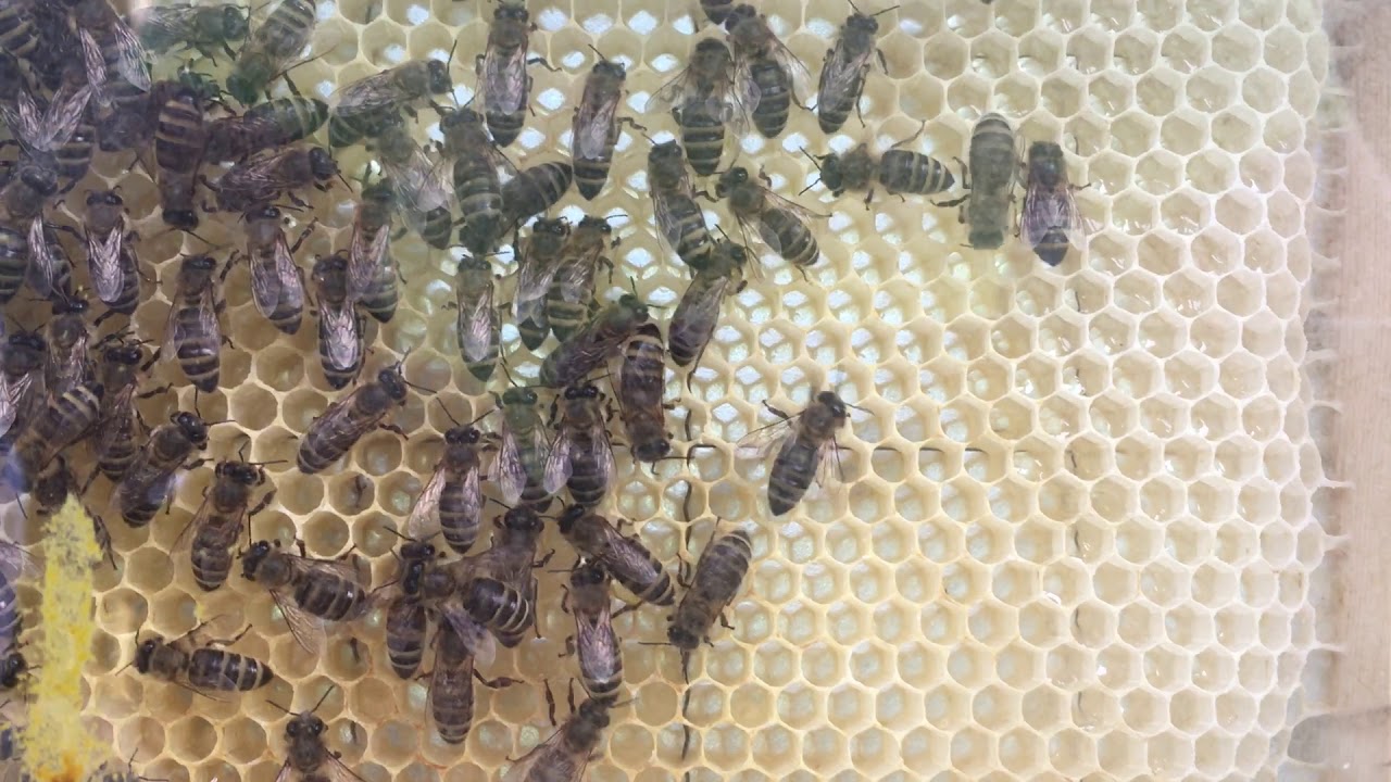 Beekeeping: Homemade Display Hive - YouTube