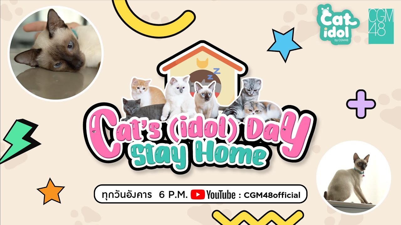 Cat'S(idol)Day __Stay Home __🏢 EP 4 [Homnuan] - YouTube