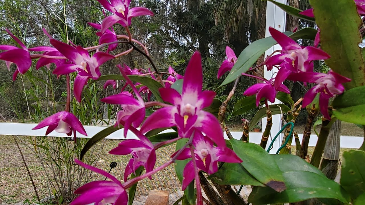 Orquídea Dendrobium King Zip 'red splash' - YouTube