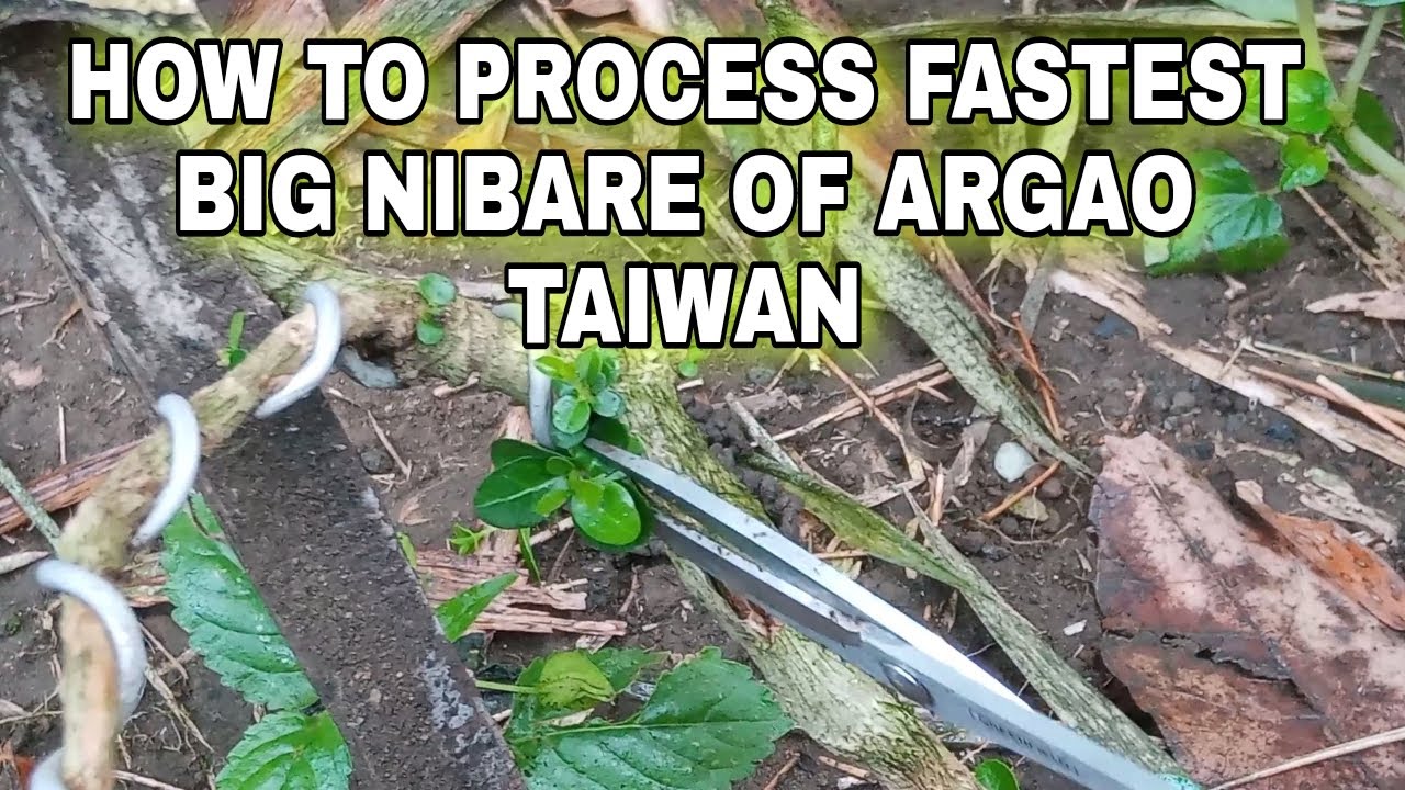 HOW TO PROCESS FASTEST BIG NABARE OF ARGAO TAIWAN (PREMNA MYCROPHYLLA ...