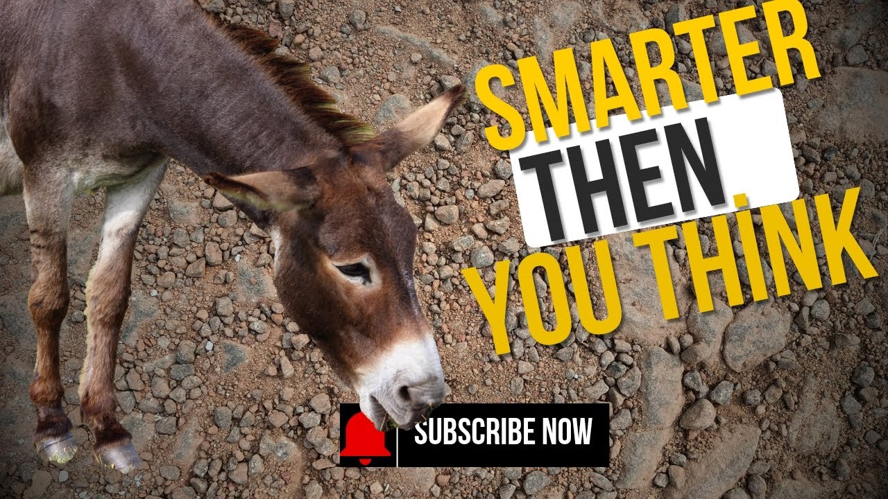 Donkeys: Smarter Than You Think | The Untold Truth About Their ...