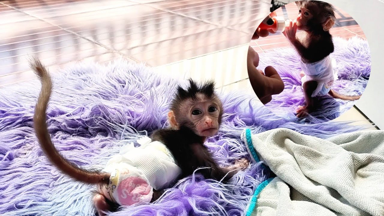 mom feeding newborn baby monkey OMeGa sweet milk for the first time ...