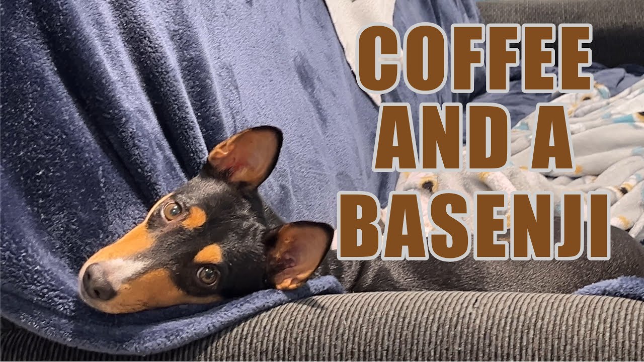 Basenji Zulu ~||~ Coffee and a Basenji | August 5, 2025 - YouTube