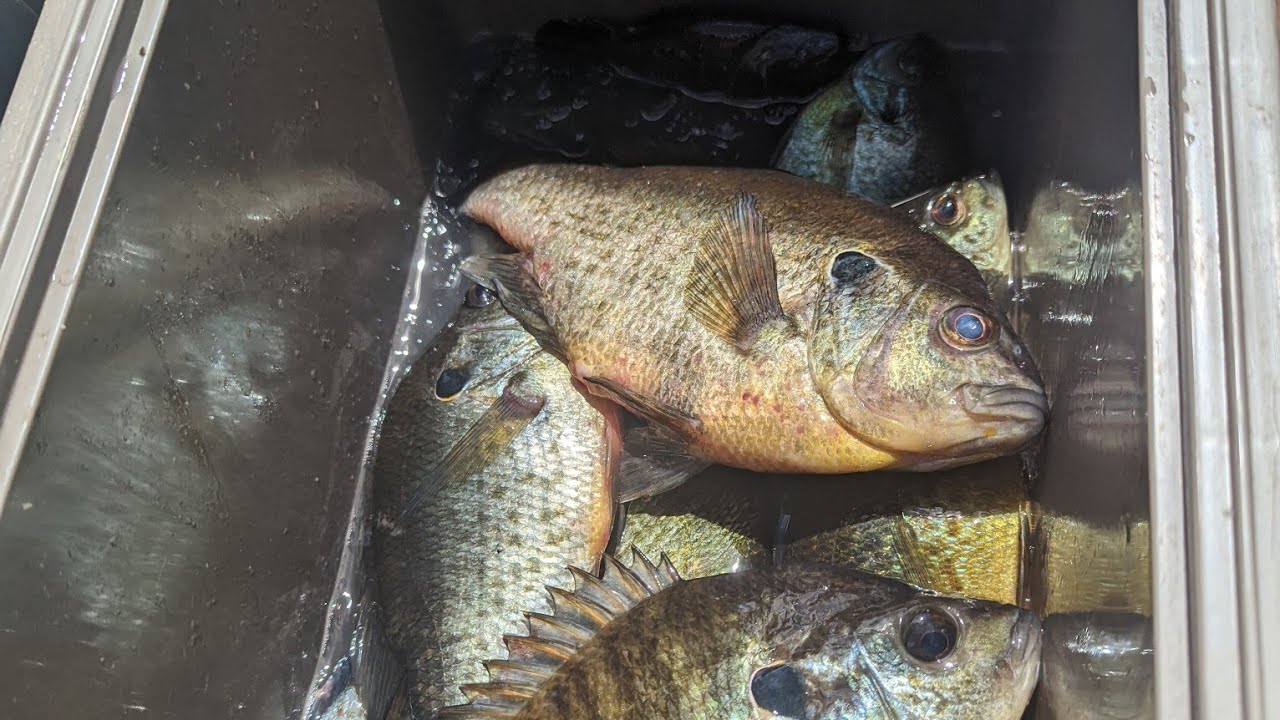 Catching Huge Bream in Heavy Rain - YouTube