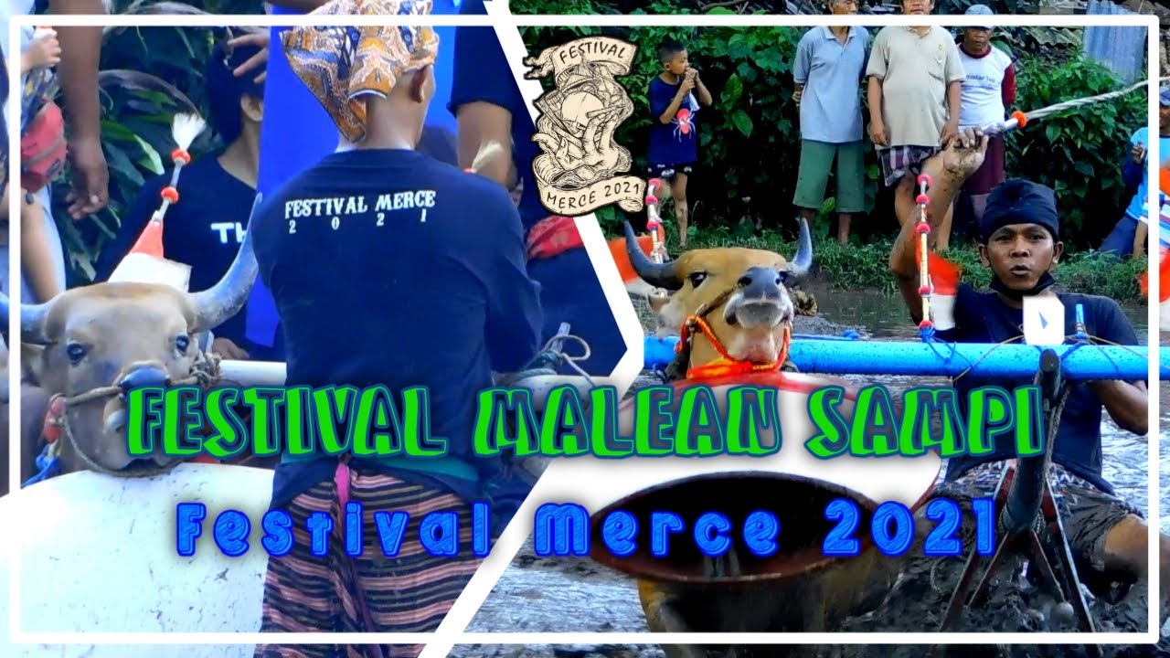 Festival Malean Sampi || Festival Merce 2021 || Karapan Sapi Lombok # ...