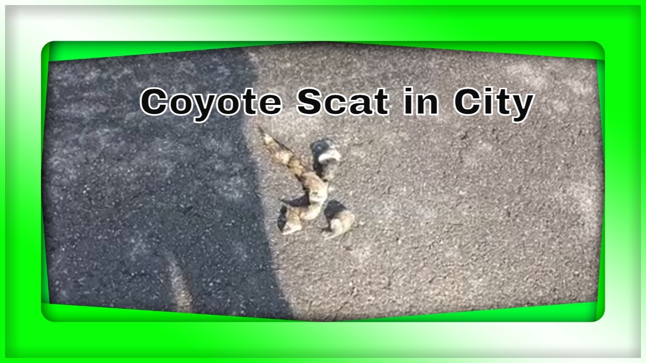 Coyote Scat | Poop | In the City | Sign of Unseen Predator - YouTube