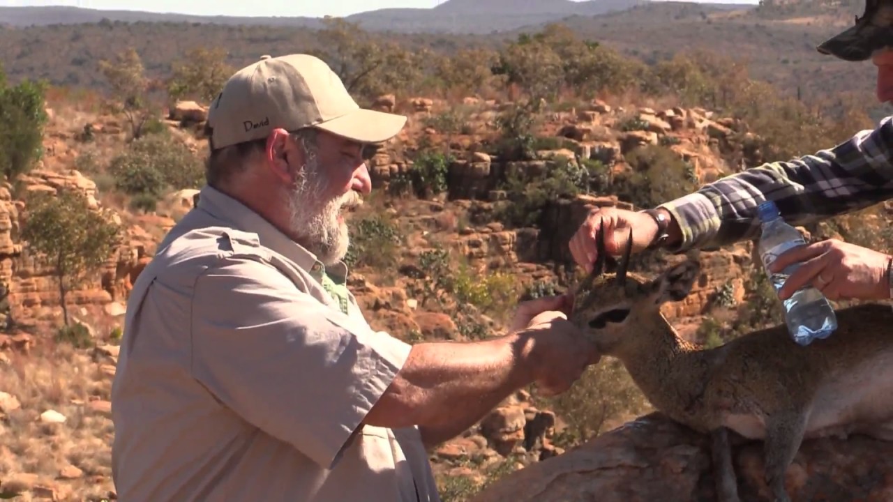 Hunting klipspringer in South Africa with Mkulu Hunting Safaris - YouTube
