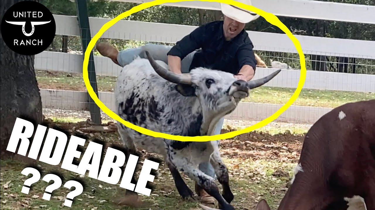 My Texas Longhorn Saddle Breaking Journey: Riding Bareback / Animal ...