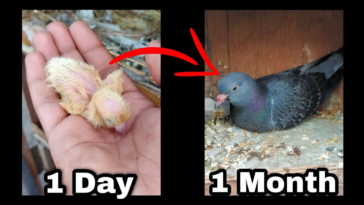 Growth of a Baby Pigeon. //GILL'S PIGEONS// - YouTube