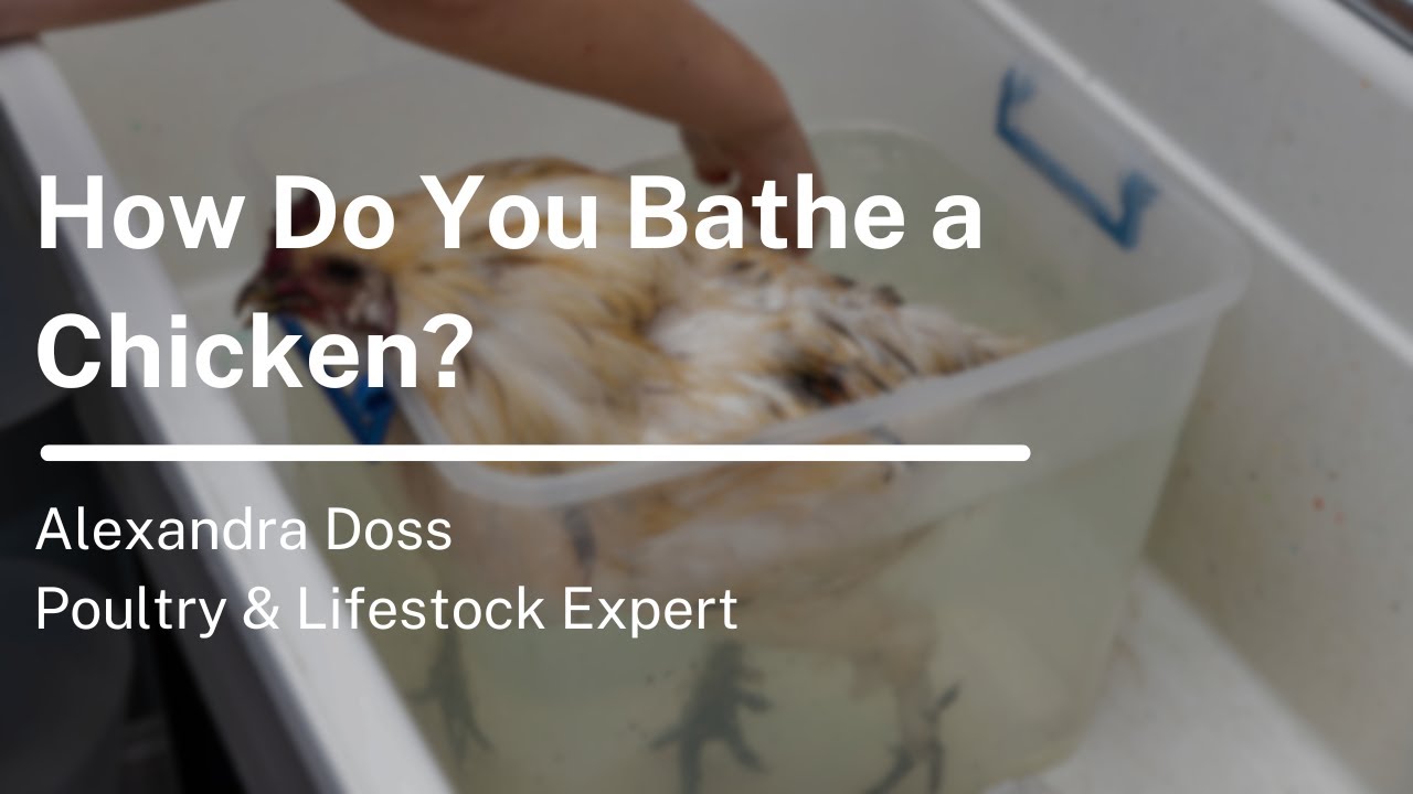 How Do You Bathe a Chicken? - YouTube